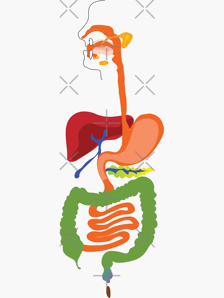 "digestive system poster" Sticker for Sale by kartickdutta101 | Redbubble