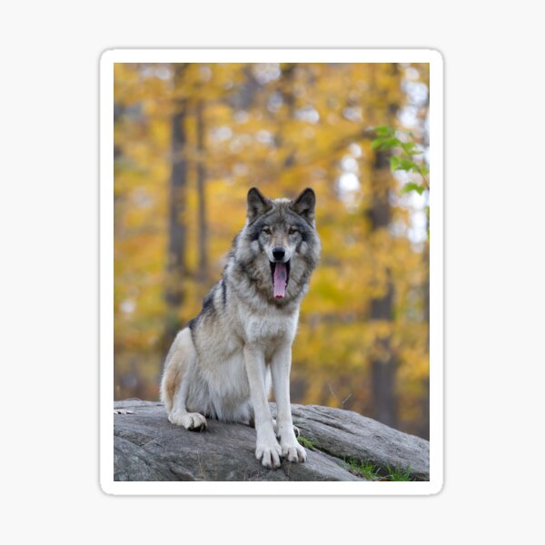 "Timber Wolf" Sticker for Sale by darby8 | Redbubble