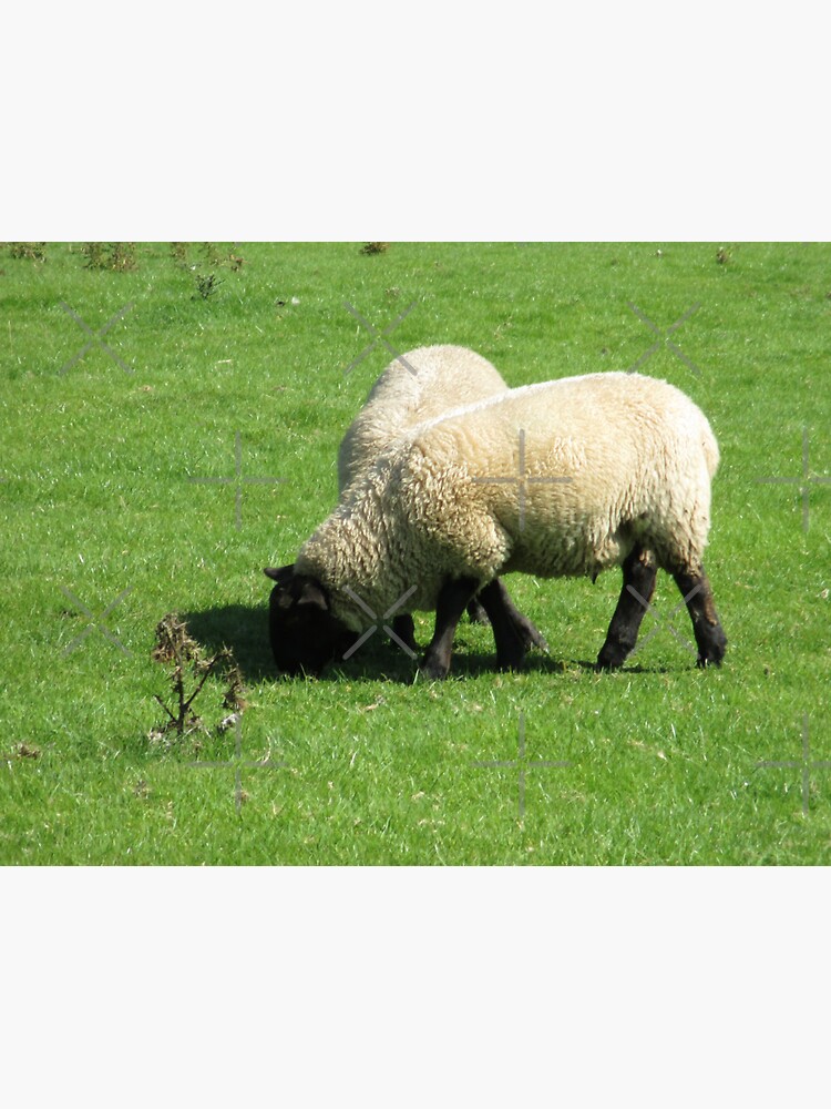 "M.I. #76 |☼| Sheep - Shot 2 (Hadrian's Wall)" Sticker by Naean | Redbubble