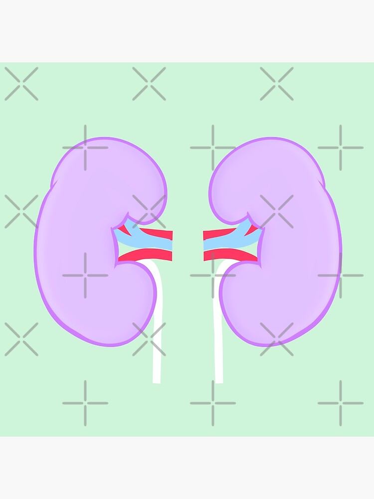 "minimalistic pastel purple kidneys illustration | anatomy" Poster by ...