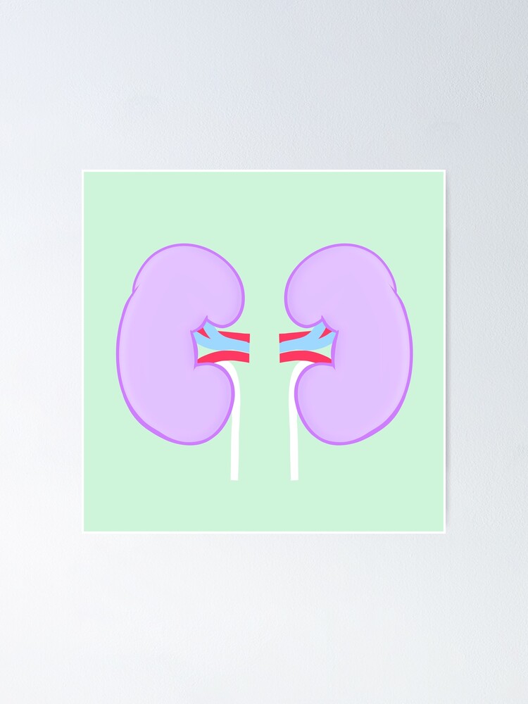 "minimalistic pastel purple kidneys illustration | anatomy" Poster by ...