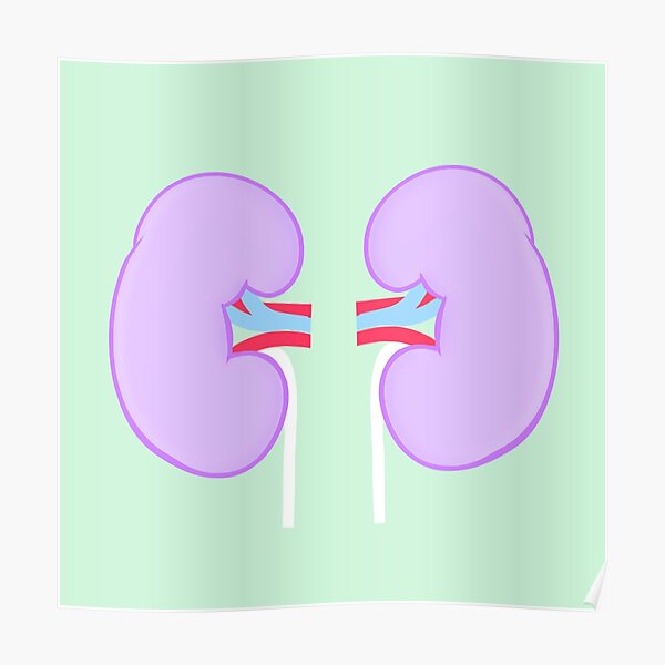 "minimalistic pastel purple kidneys illustration | anatomy" Poster by ...