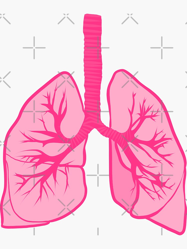 "minimalistic pastel pink lungs illustration | anatomy" Sticker for ...