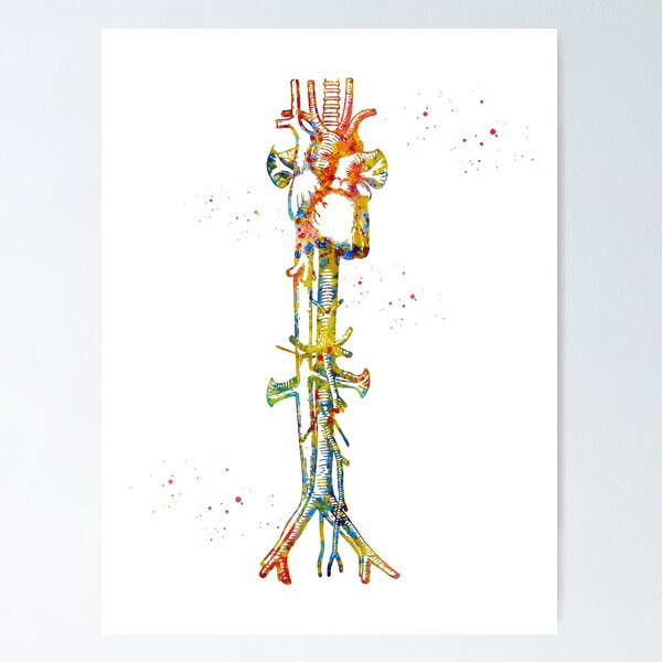 "Aorta vein and heart" Poster for Sale by erzebetth | Redbubble