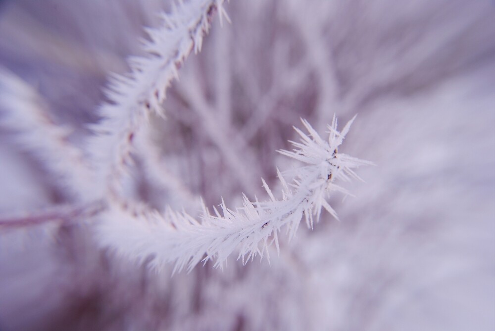 "Spring Frost" by Troy Stapek | Redbubble