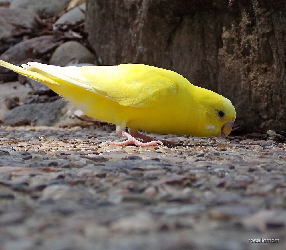 "Yellow Parakeet" by rosaliemcm | Redbubble
