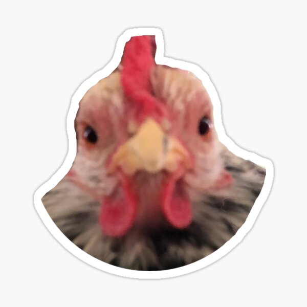 "ANGRY CHICKEN" Sticker for Sale by polishalpaca | Redbubble