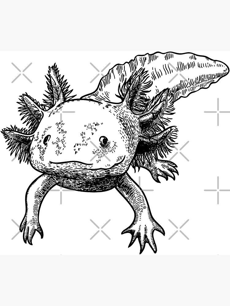 "Axolotl" Art Print by WilliamPaterson | Redbubble