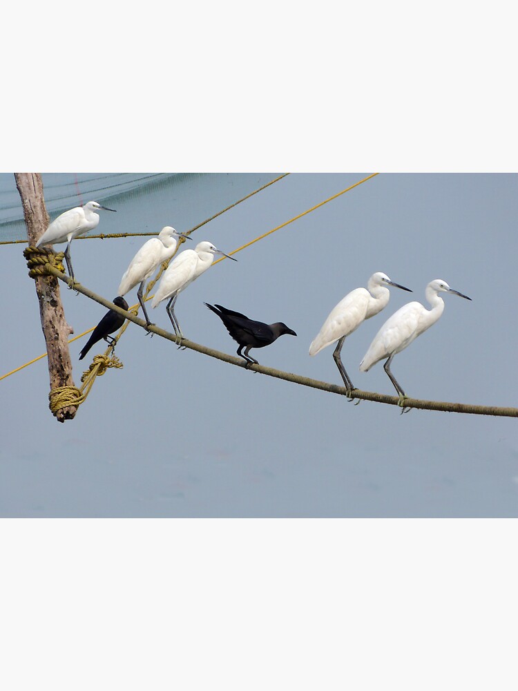 "Egrets and Crows Fishing Net, Cochin, Kerala, India" Sticker for Sale ...