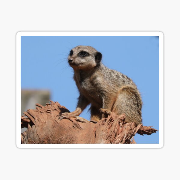 "Meerkat" Sticker by aquabella | Redbubble