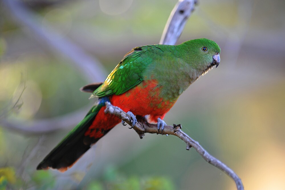 "Female King Parrot. Cedar Creek, Queensland, Australia." by Ralph de ...