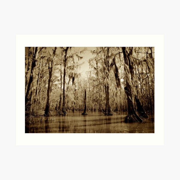 Louisiana Swamp Art Prints | Redbubble