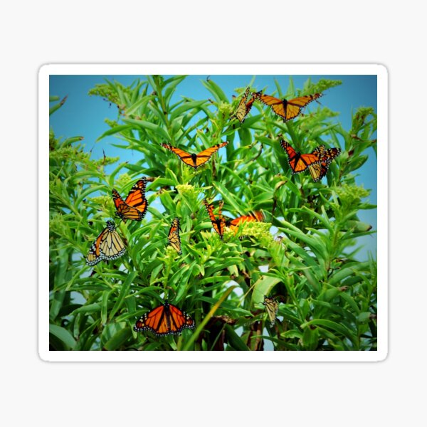 "Monarch Migration" Sticker for Sale by DonnaM | Redbubble