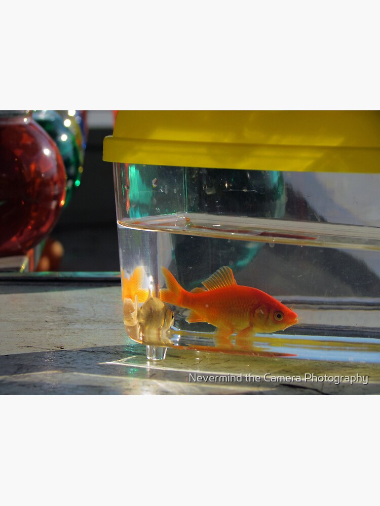 "Prize Fish" Poster by nevermindcamera | Redbubble