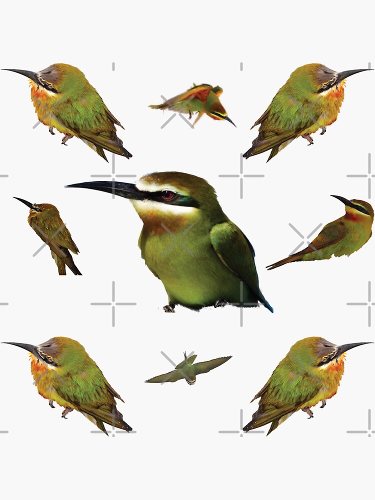"Olive Bee-Eater Bird" Sticker for Sale by sharasaur | Redbubble
