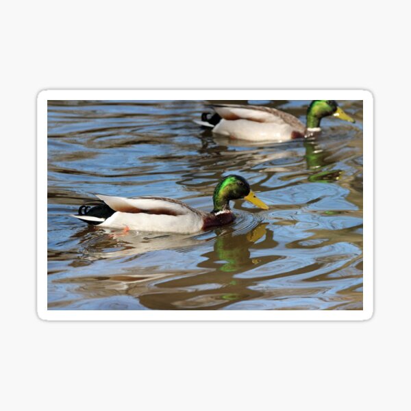 "Pair of Mallard Drake Ducks" Sticker for Sale by Susiesphotos | Redbubble