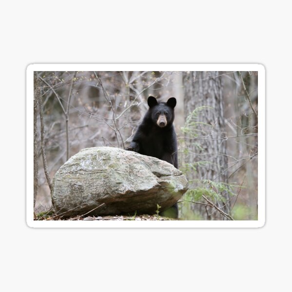 "The Explorer" Sticker for Sale by mlorenz | Redbubble