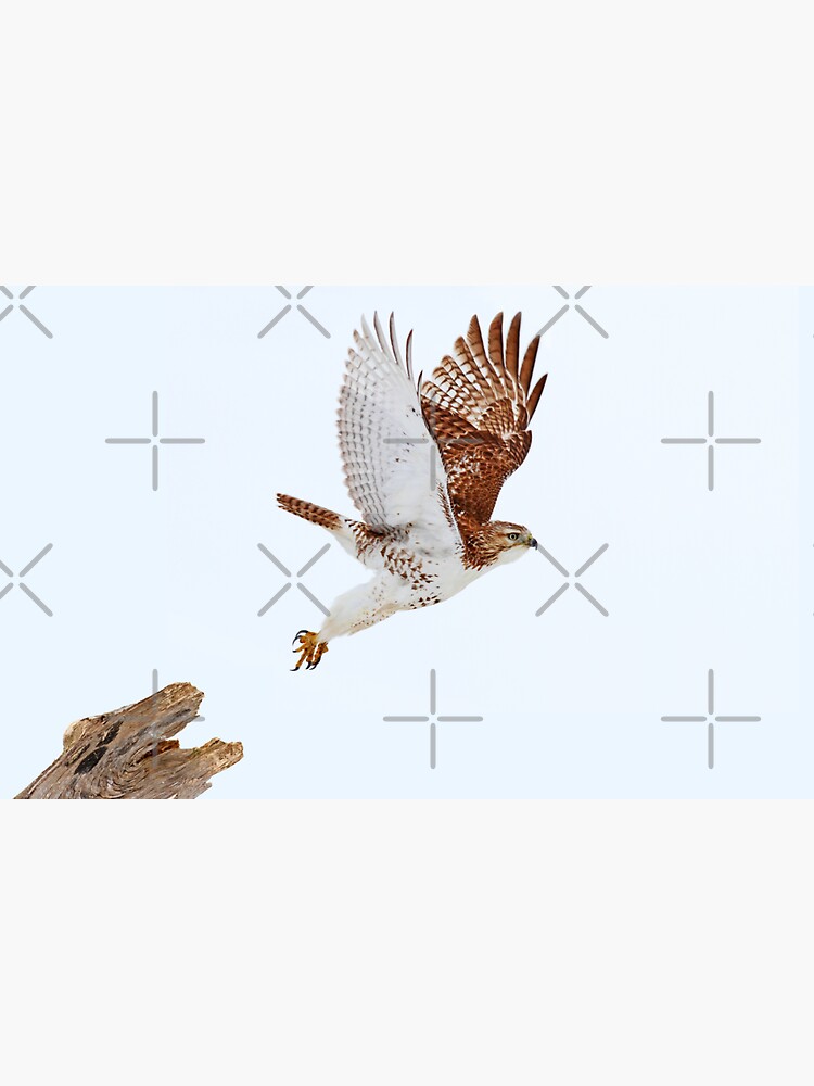 "Red-tailed Hawk " Sticker for Sale by darby8 | Redbubble