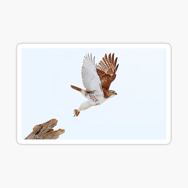 "Red-tailed Hawk " Sticker for Sale by darby8 | Redbubble