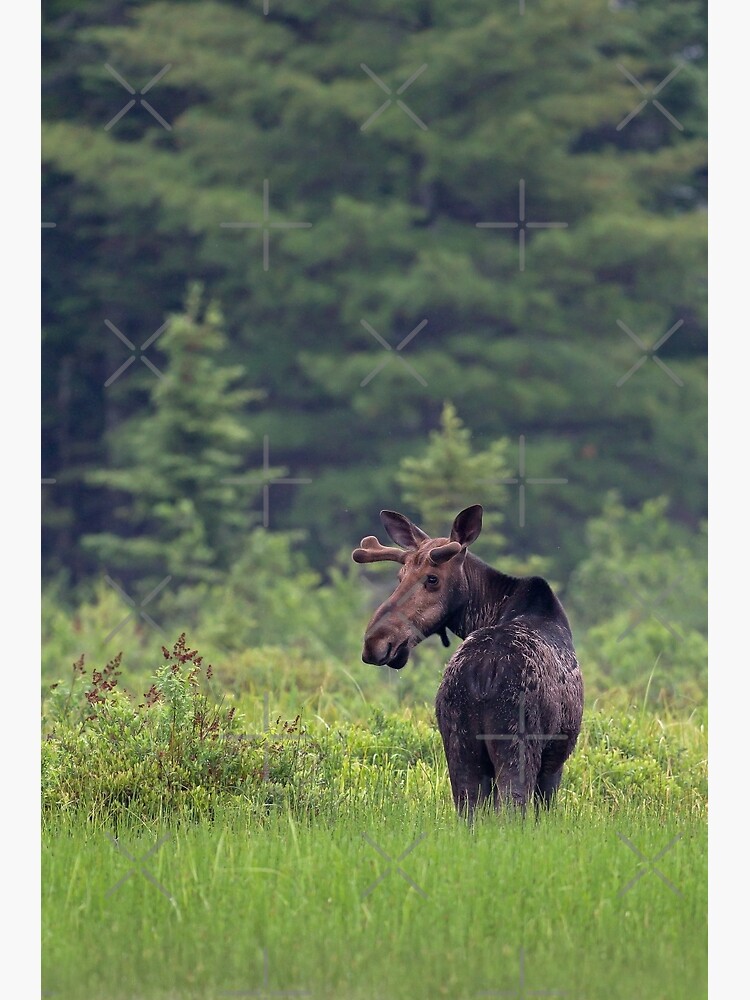 Lámina fotográfica «Alce canadiense, Algonquin Park, Canadá» de darby8 ...