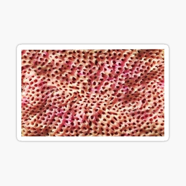 Trypophobia Stickers | Redbubble