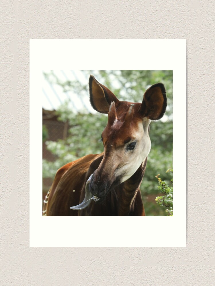 "Okapi" Art Print for Sale by aquabella | Redbubble