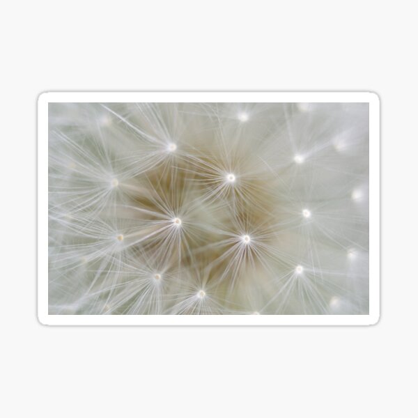 "Dandelion" Sticker by OrionPhotograph | Redbubble