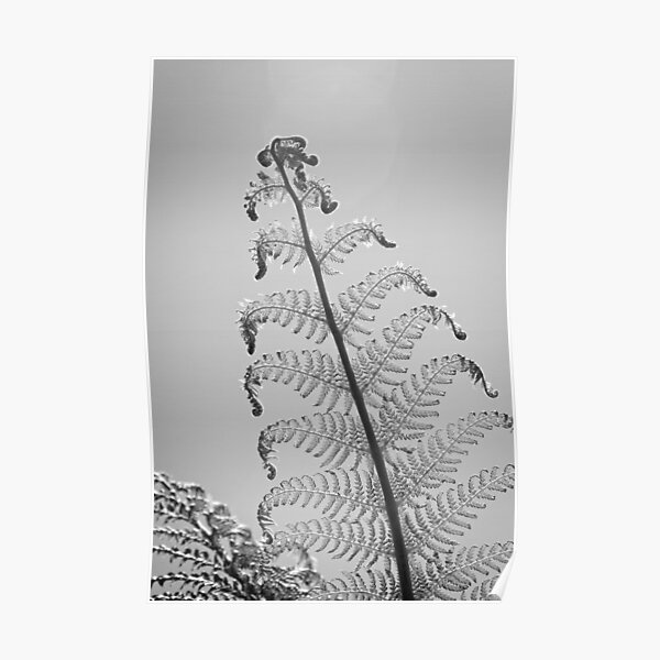 "Monochrome Tasmanian Tree Fern Leaf" Poster by robcole | Redbubble