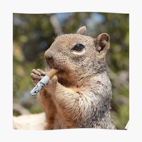 "Puffy The Cigarette Smoker Smoking Squirrel" Poster for Sale by ...