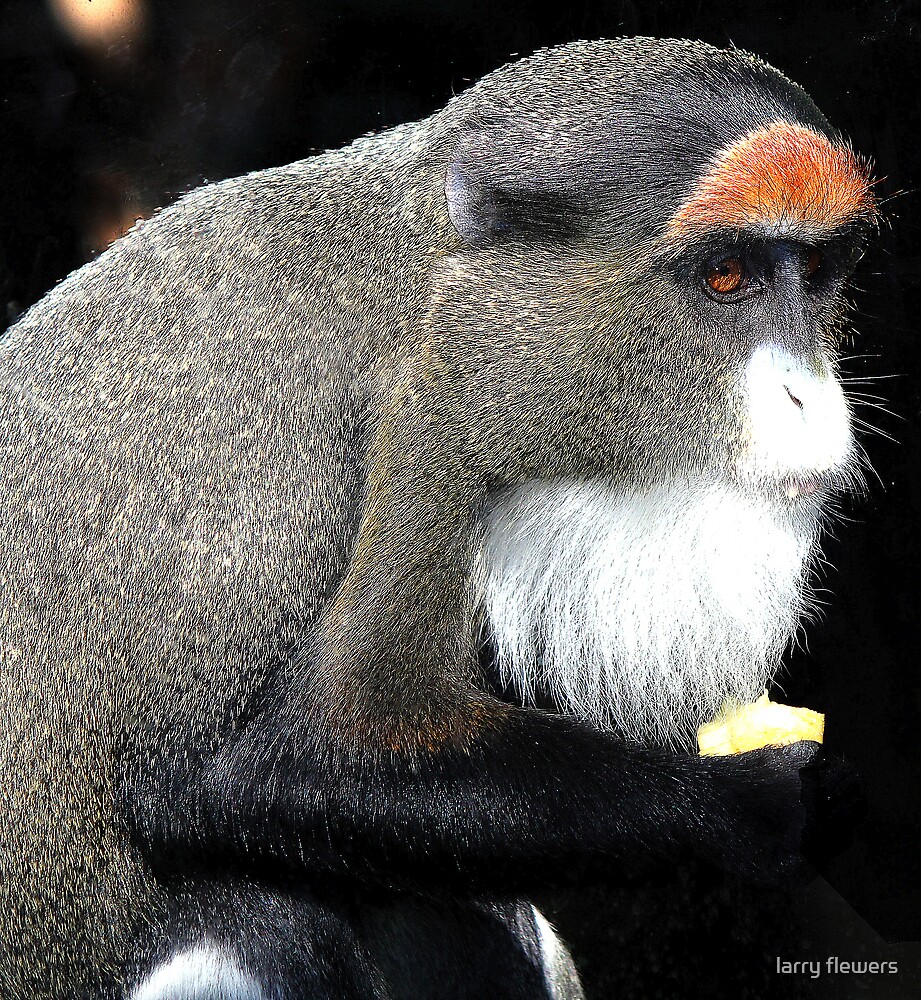 "De Brazza's monkey(Cercopithecus neglectus)" by larry flewers | Redbubble