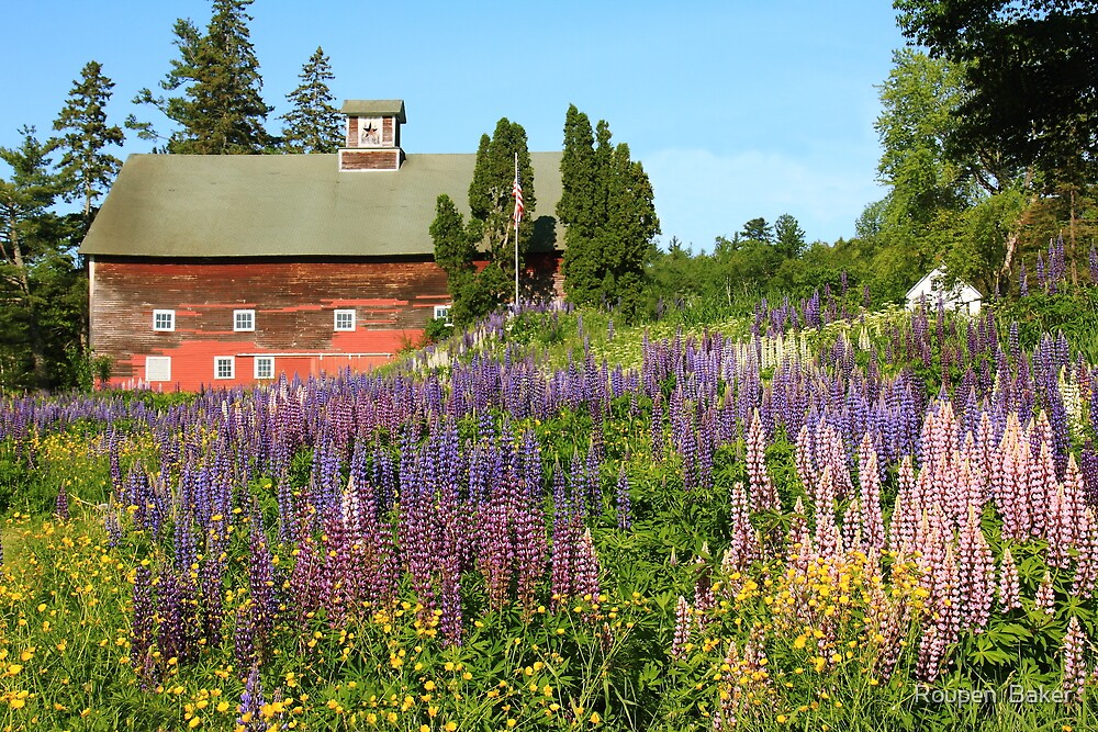 "Wildflower Field and Red Barn " by Roupen BAKER | Redbubble