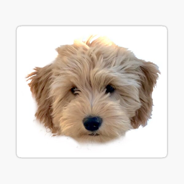 "Goldendoodle puppy face" Sticker by funnypenguin | Redbubble
