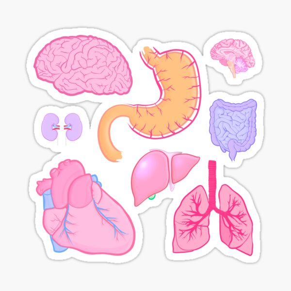 "anatomy, organs sticker pack and pattern" Sticker for Sale by ...