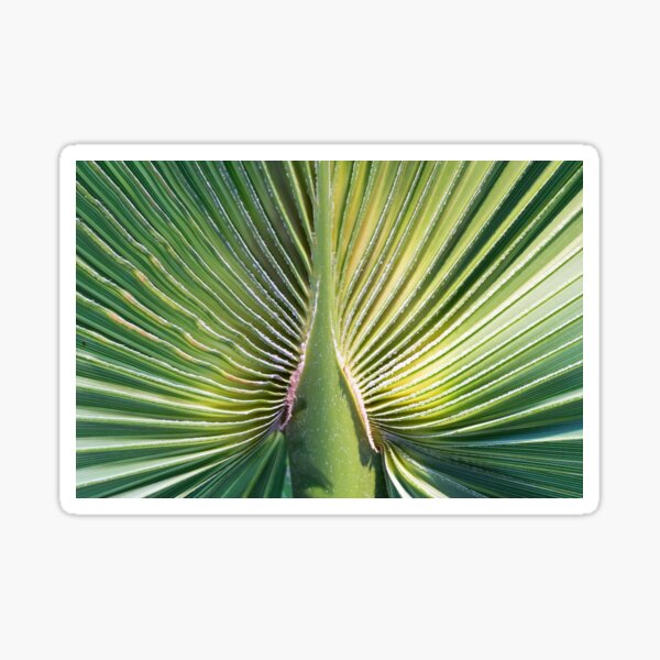 "Palm leaf" Sticker by beatbieri-ch | Redbubble