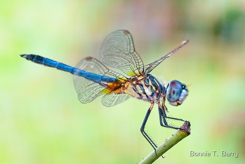 "Blue Dasher Dragonfly in August" by Bonnie T. Barry | Redbubble