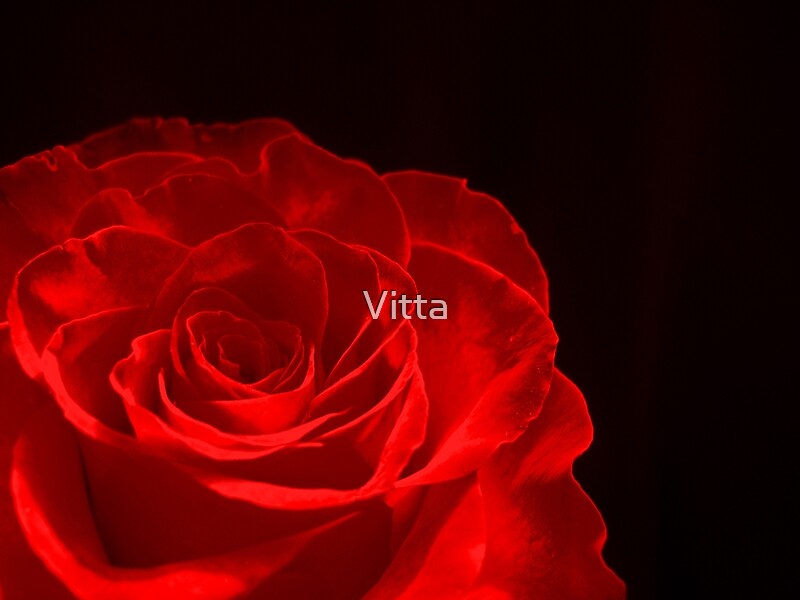 "Red Rose." by Vitta | Redbubble