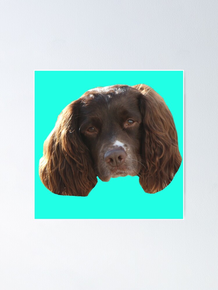 "Cute Springer Spaniel Face" Poster by S626 | Redbubble