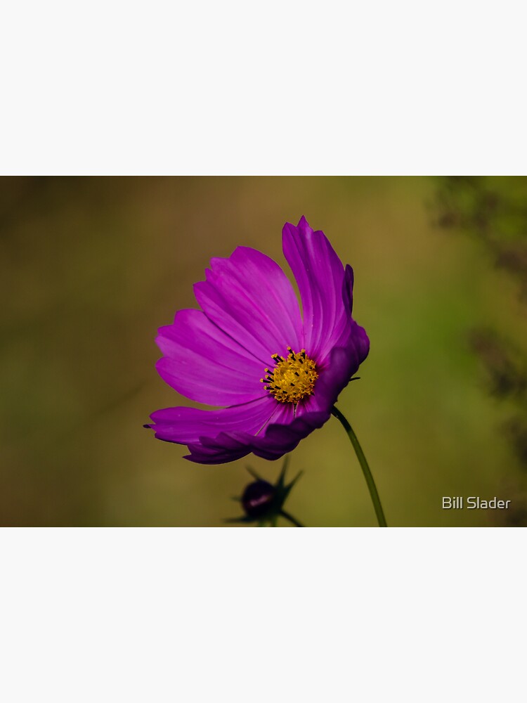 "Cosmos" Sticker for Sale by bslader | Redbubble