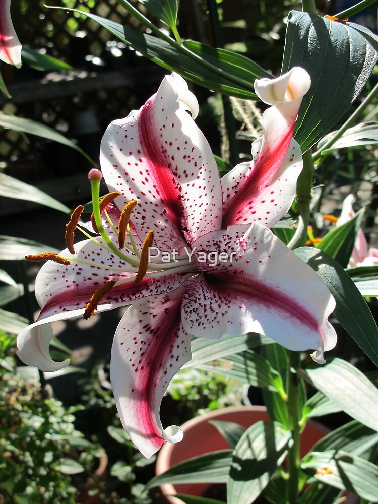 "Bizzy "Dizzy" Lily" Photographic Print by gardenerpat | Redbubble