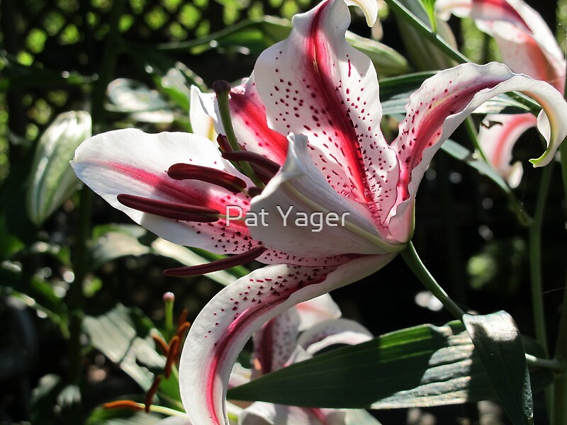 "Candy Striped Lily" by Pat Yager | Redbubble
