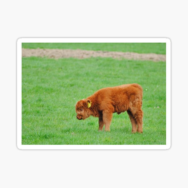 "Scottish highland cattle - calves" Sticker by Glineur | Redbubble