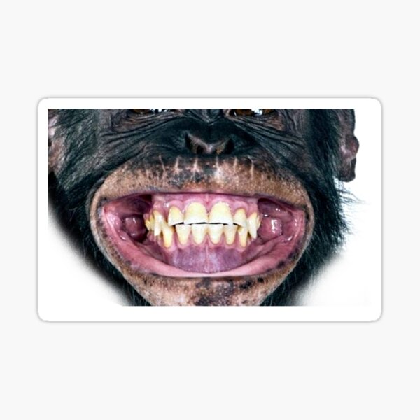 "Monkey laughing face " Sticker by opippi | Redbubble