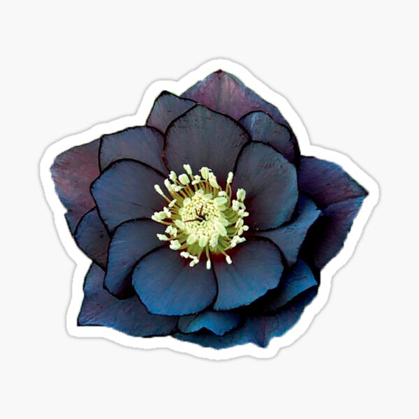 "BLACK FLOWER" Sticker for Sale by BENAZCOMPANY | Redbubble