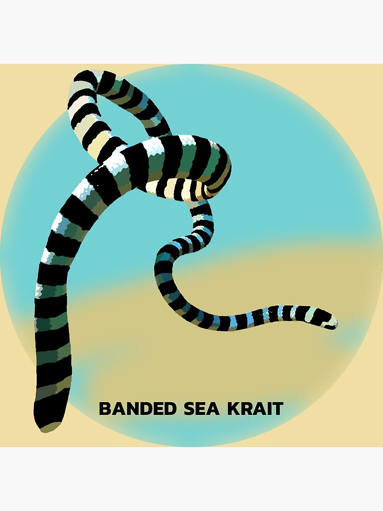 "Banded Sea Krait" Sticker by Sean-Evans | Redbubble