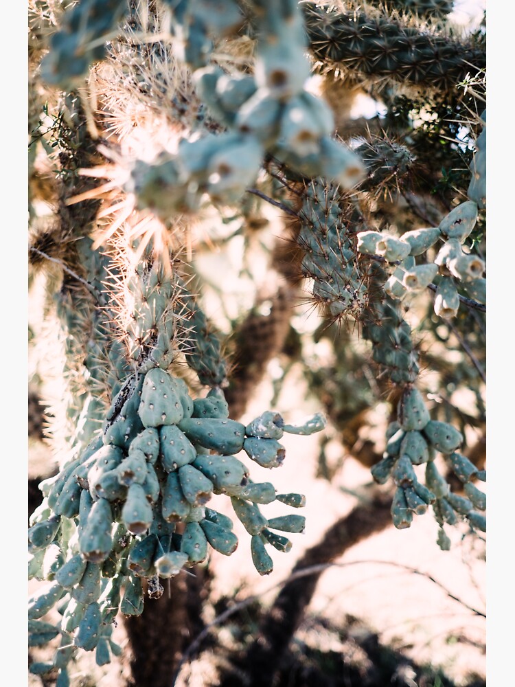 "Jumping Cholla" Sticker by jaclynolmstead | Redbubble