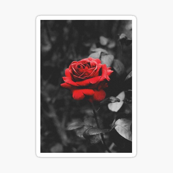 "Rose color pop" Sticker for Sale by Statim | Redbubble