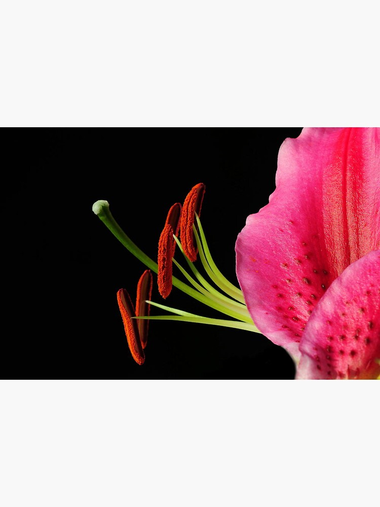 "COLOR~CONTRAST~COMPOSITION~" Poster by RoseMarie747 | Redbubble