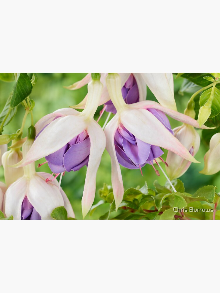 "Fuchsia 'Quasar' " Sticker by chrisburrows | Redbubble