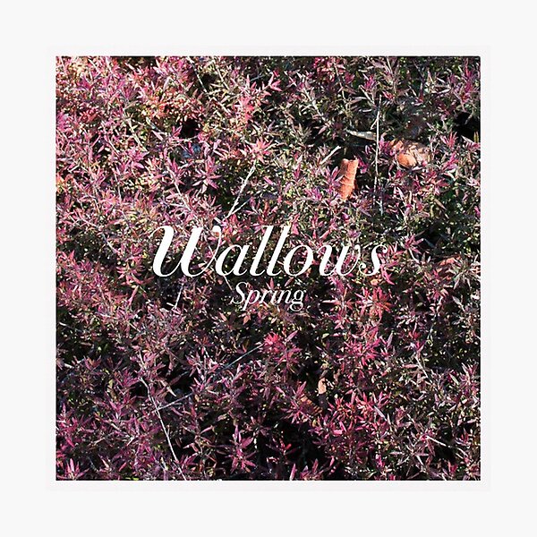 "Wallows Spring Album Cover" Photographic Print by charlottetsui ...