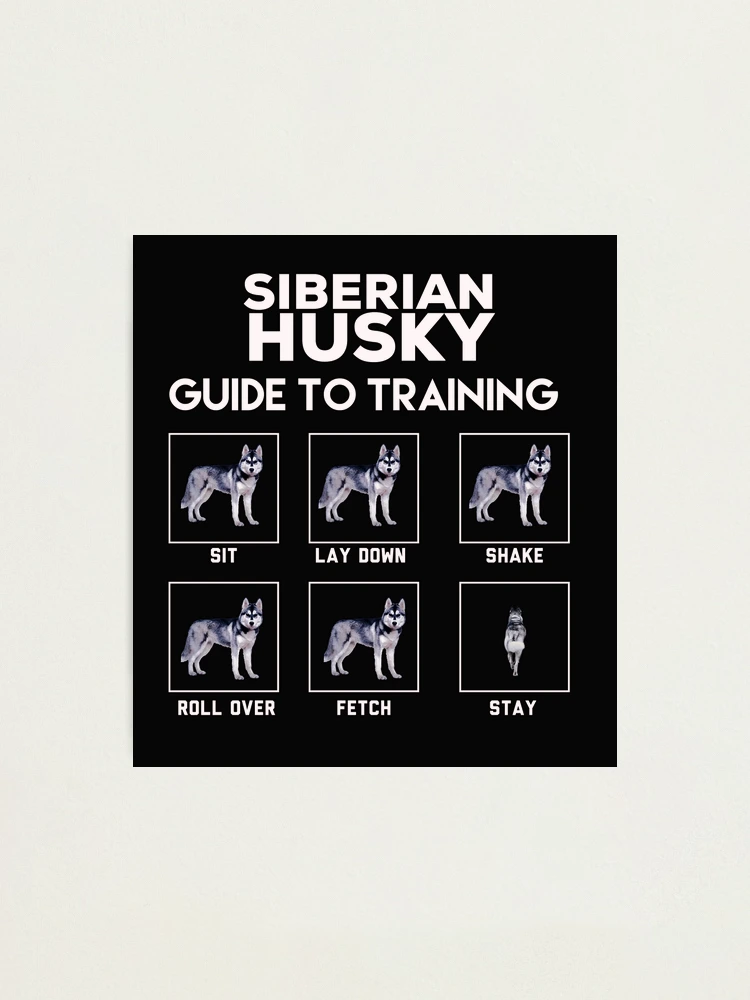 Siberian Husky Weight Chart